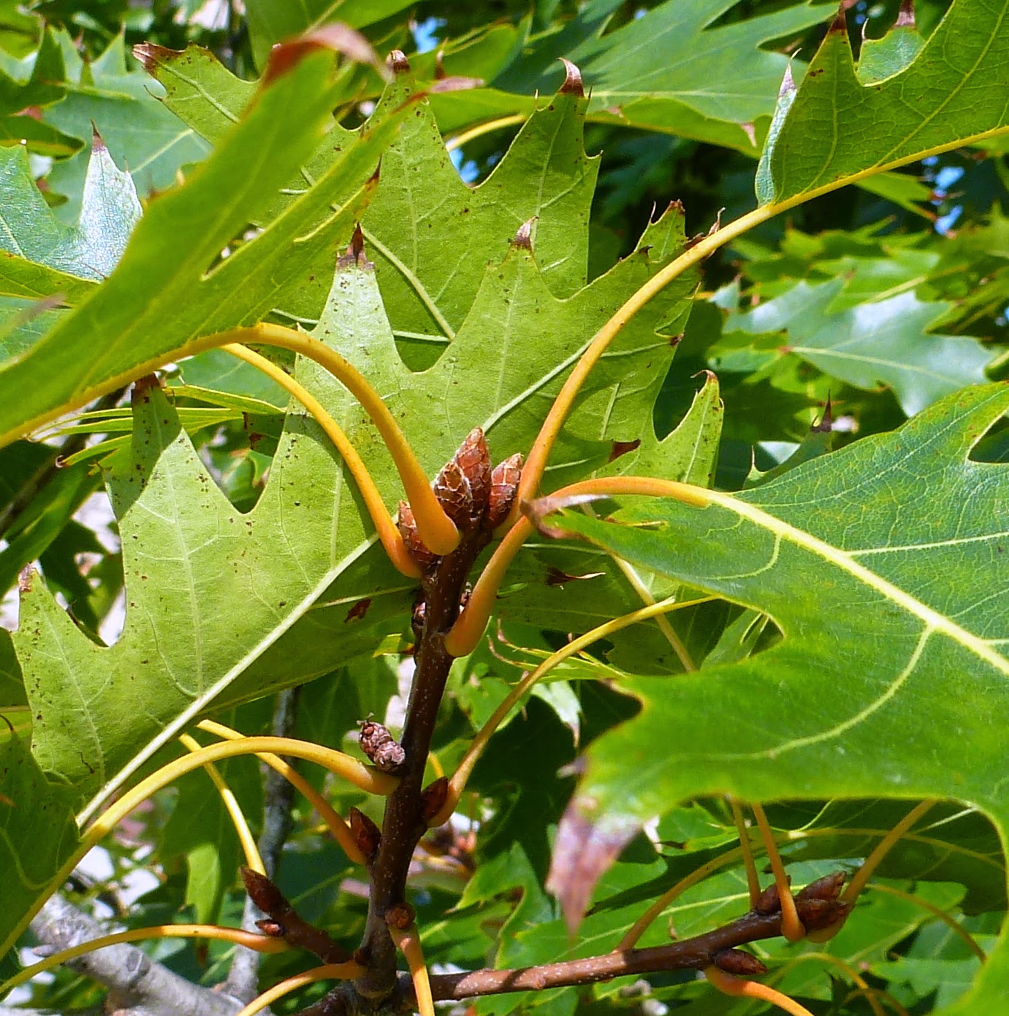 Árboles con alma: Roble rojo americano (Quercus rubra)