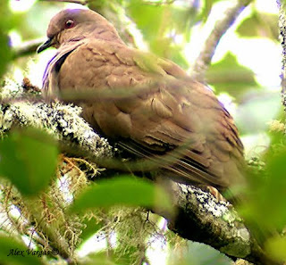 El GAUCHOGUACHO: La torcaza purpurea