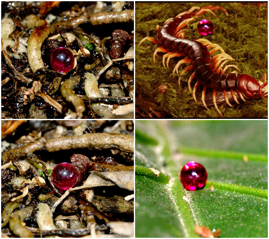 Mustika Lipan | Mustika Asli