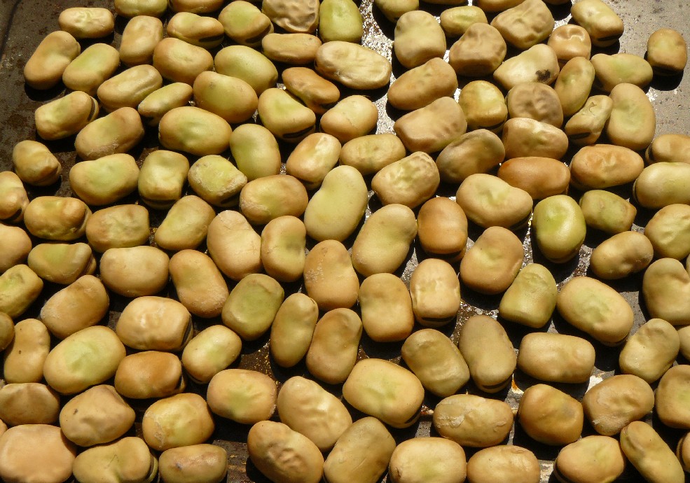 Outras Comidas: Secar Favas ( fava rica)