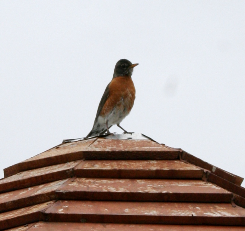 Garden Musings: What A Robin Blue Babe!