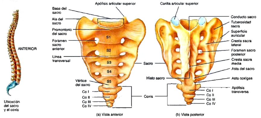 FUNDAMENTOS BIOLÓGICOS Y SISTEMAS DEL ENTRENAMIENTO BENDINAT: noviembre ...