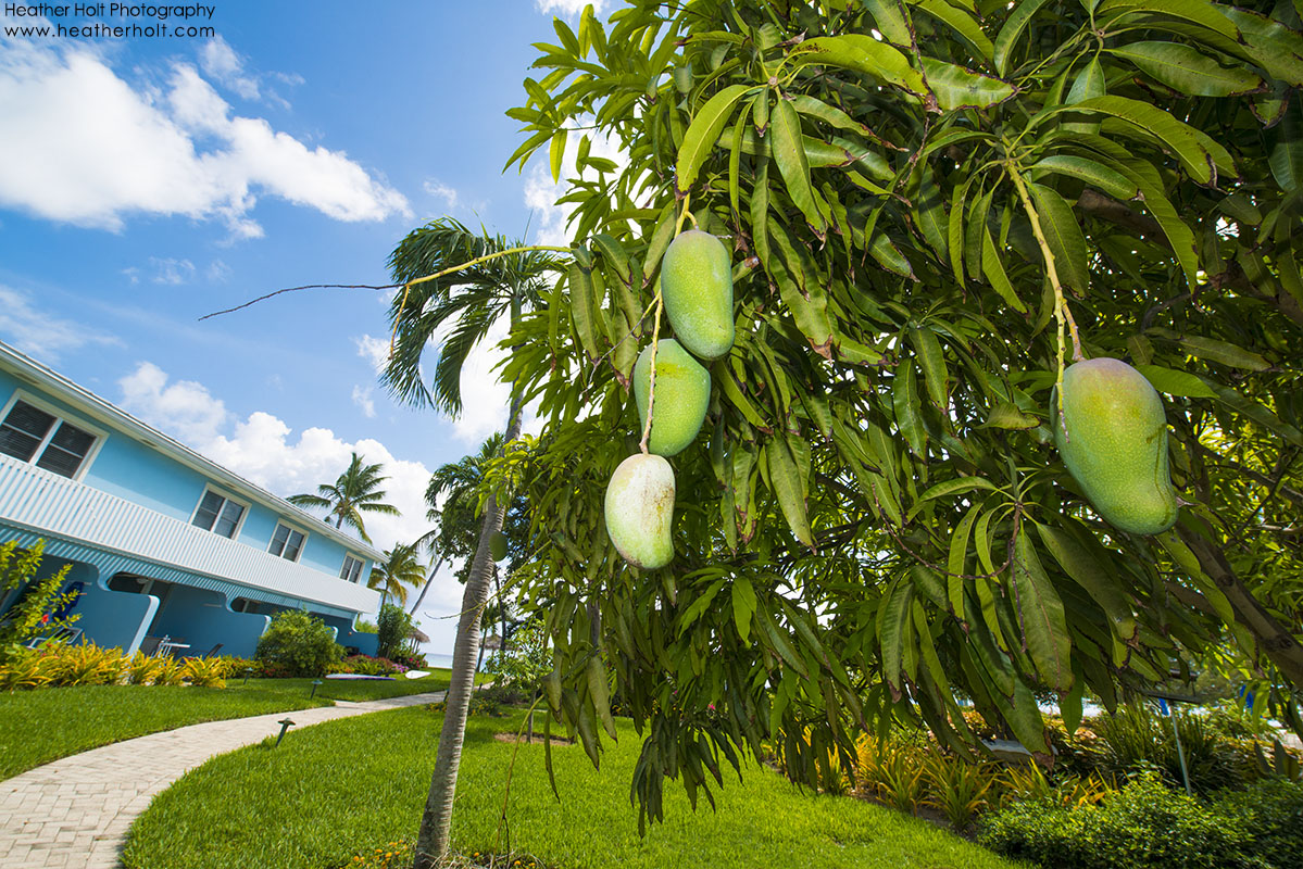 SILVER SANDS: Plant of the Month: MANGOES!!!
