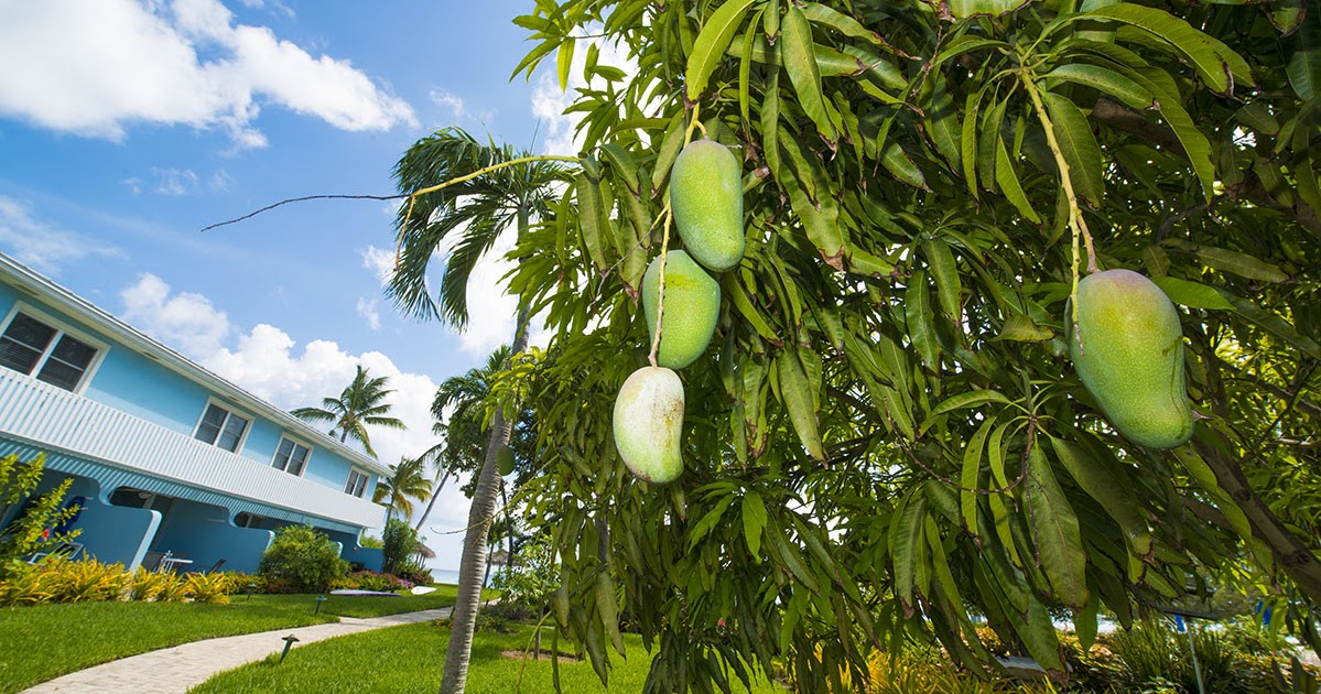 SILVER SANDS: Plant of the Month: MANGOES!!!
