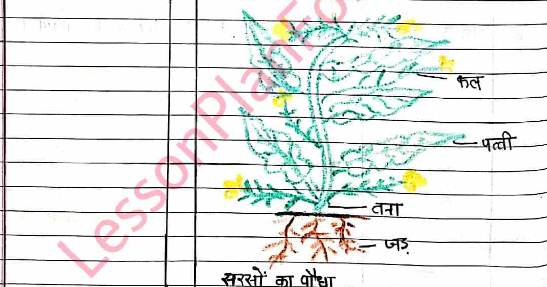 Science Lesson Plan Class 5 Main Parts of Plants