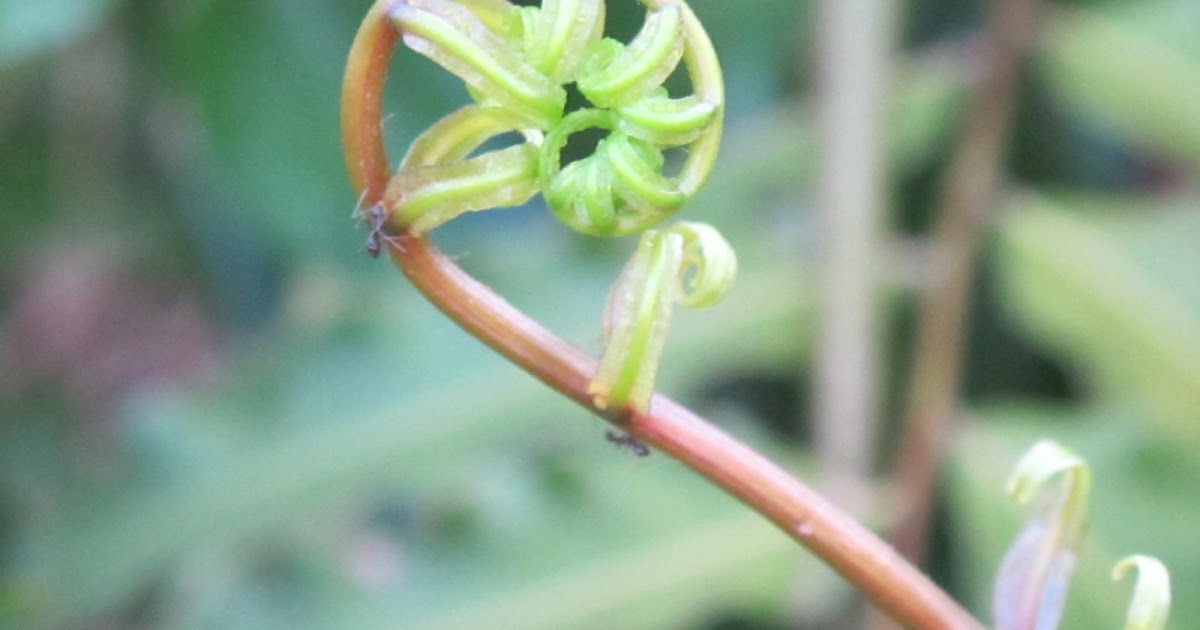 Sarawakiana@2: Midin (Fern Tops)