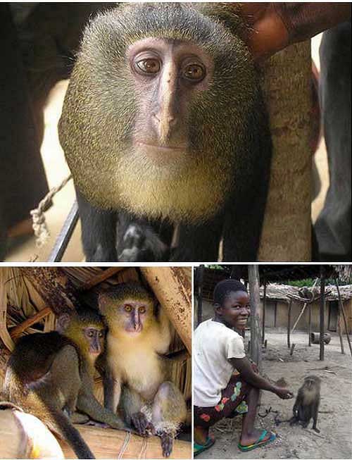 Amici-in-allegria: Lesula la scimmia dal volto umano