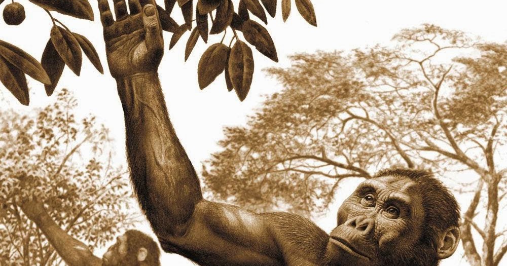 Australopithecus africanus: Ambiente y Dieta