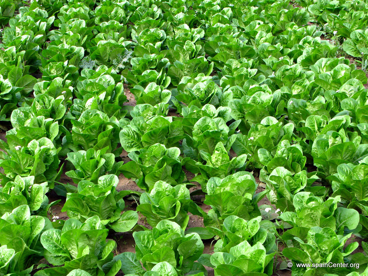 Experiencias Gastronomicas: FRESCA COMO UNA LECHUGA