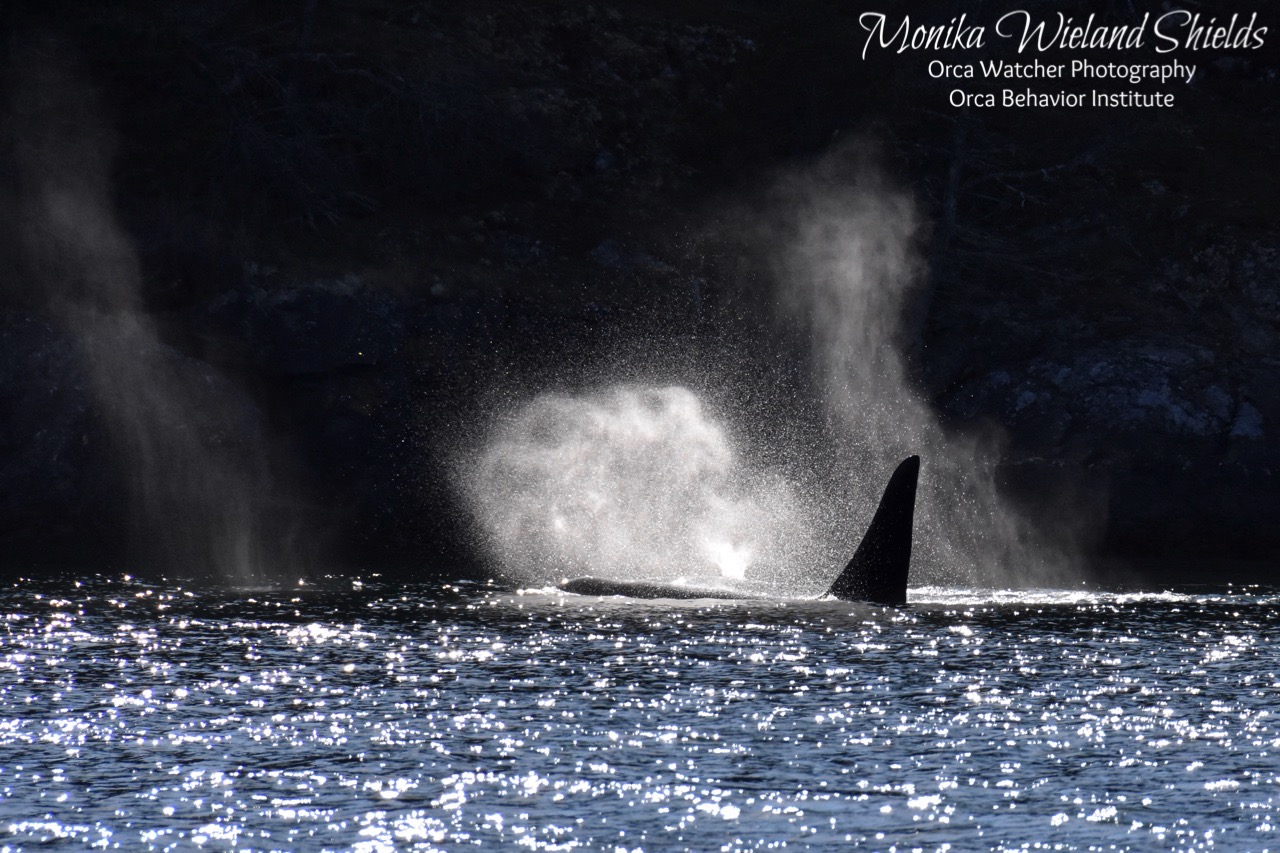 Orca Watcher: March 26 and April 1 with J-Pod