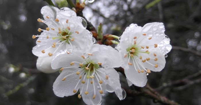 Flor de Bach - Cherry Plum (Cerasifera) 6