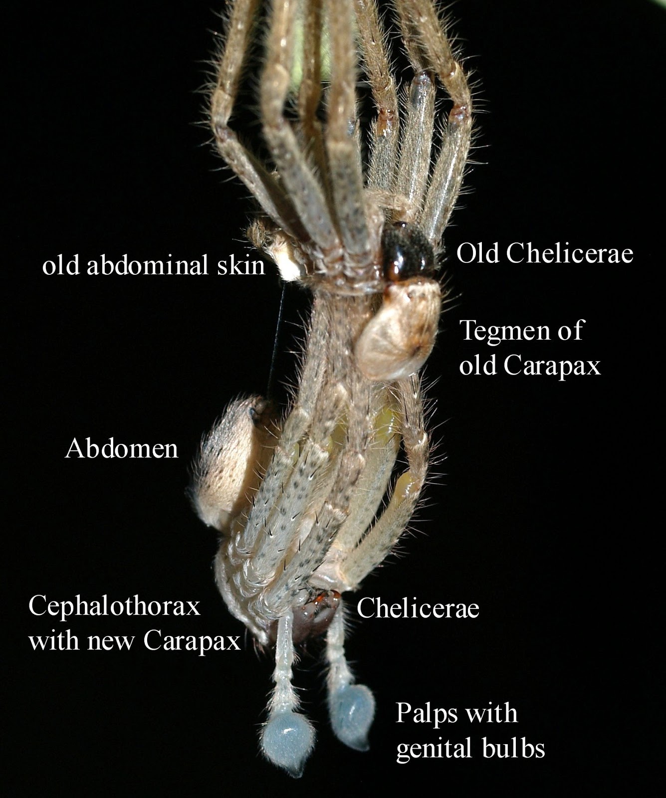 Arizona: Beetles, Bugs, Birds and more: A Giant Crab Spider becomes a ...