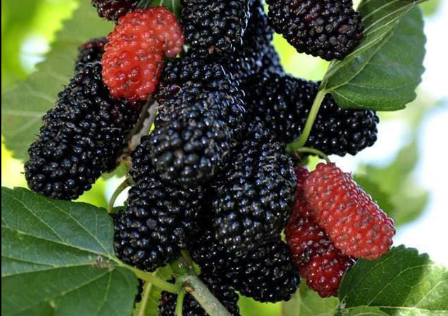 Benefits of Arbei Fruit for Health and Beauty - FRUITS