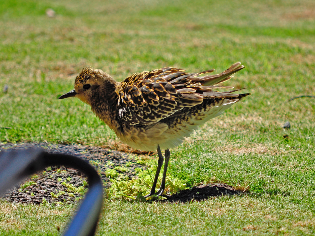 Ferd and Beth in Hawaii: Some common birds on Oahu