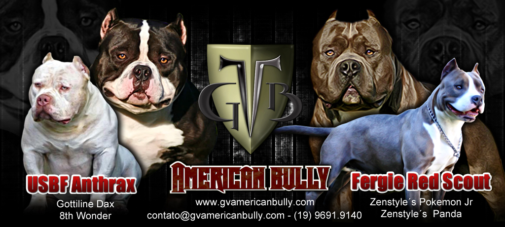 Filhotes American Bully DAXLINE | GV American Bully