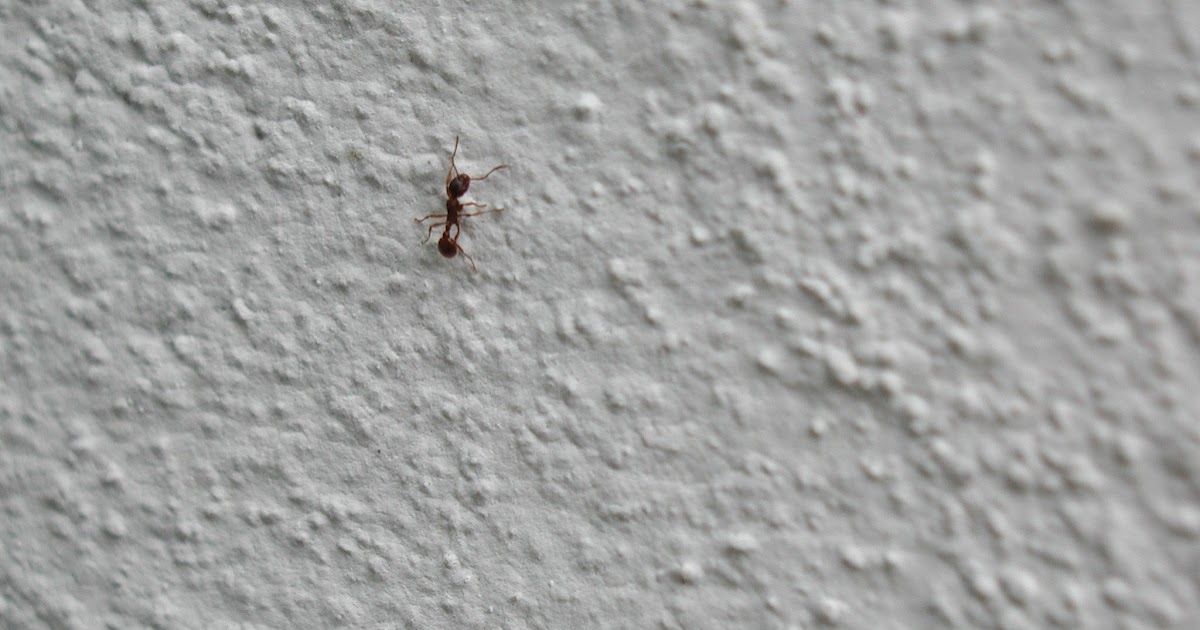 How does the ant move up a wall, like the lizard? - My Q/A Corner