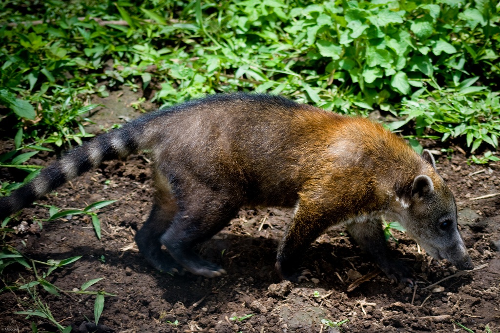 Monopamba: Fauna y Flora