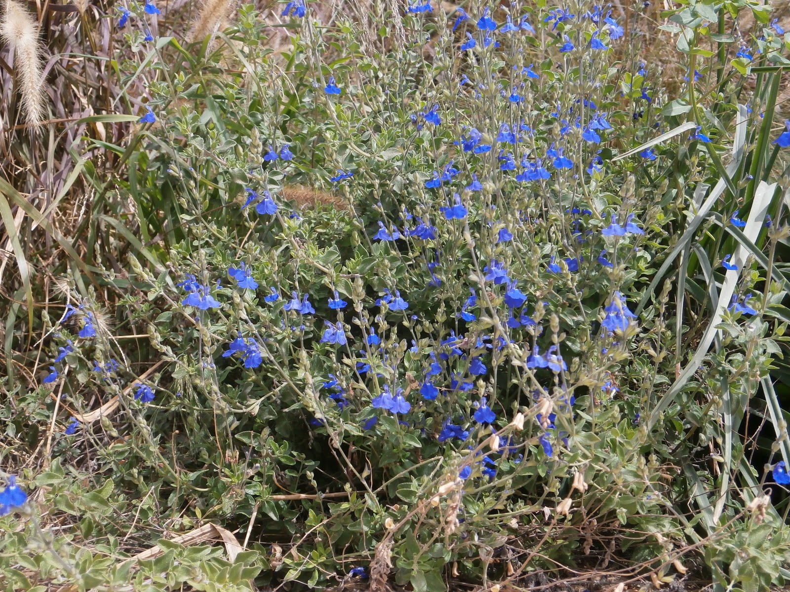 Argentina nativa: Salvia rastrera (Salvia procurrens)