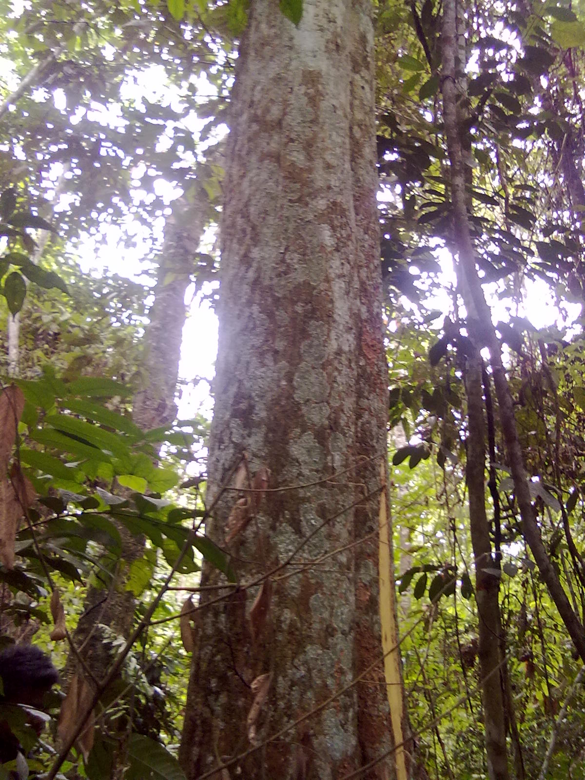 Gaharu dan Lebah Madu: Jumpa Pokok Gaharu Besar Di Hutan