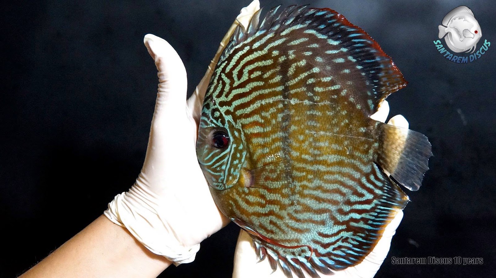 Discus Since 1987 : Wild Discus Marketplace