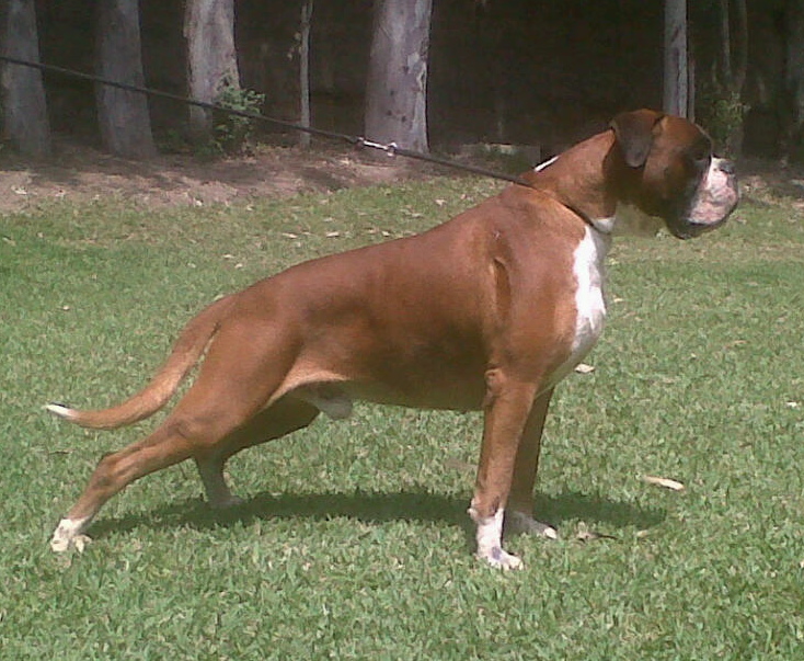 mythos boxers: Machos