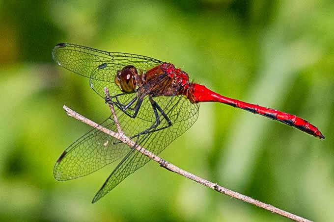 East Gwillimbury CameraGirl: D/Alphabe-Thursday