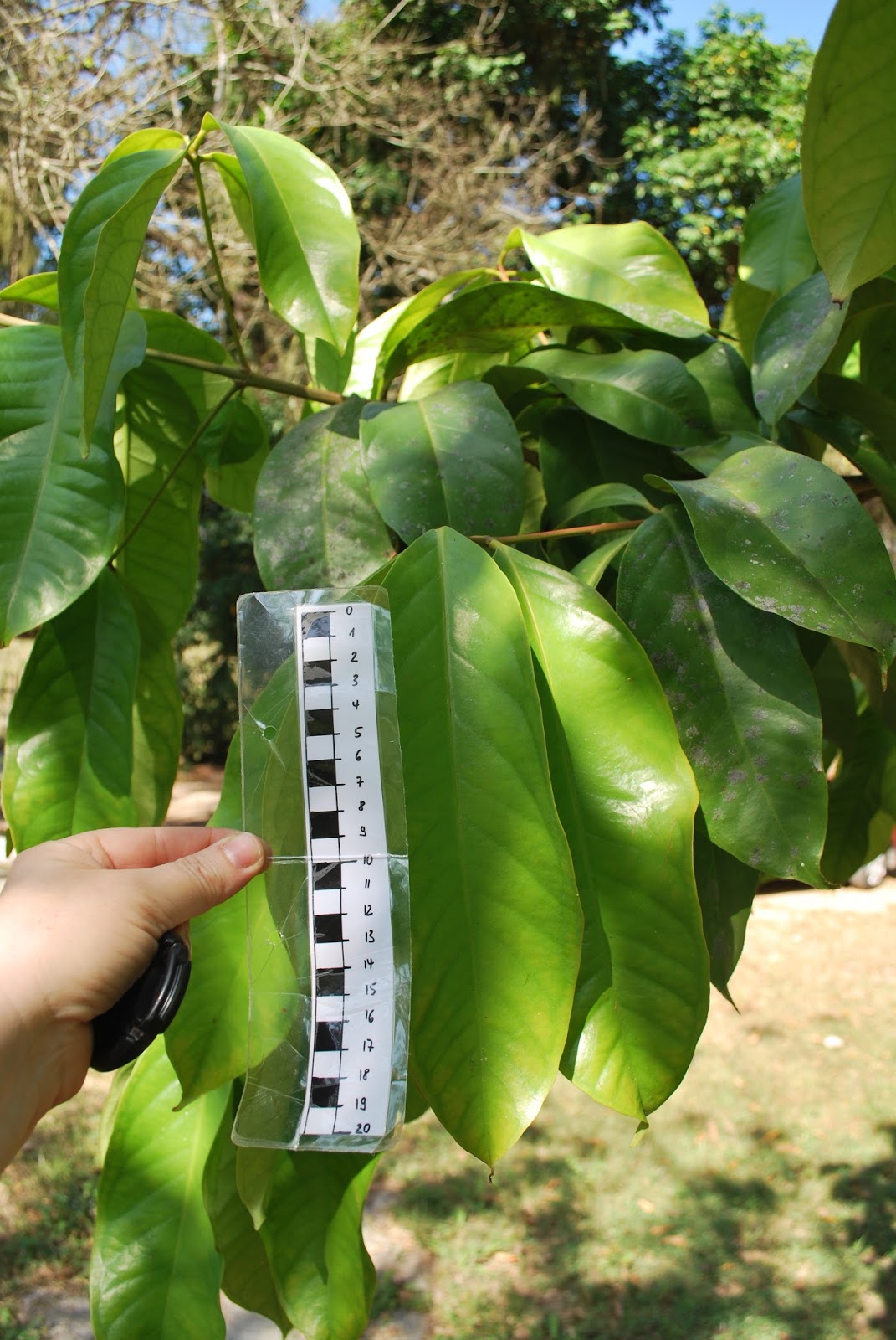 Humboldtina - Venezuela: Wasserapfel - Pomalaca, Pomagás - Syzygium ...