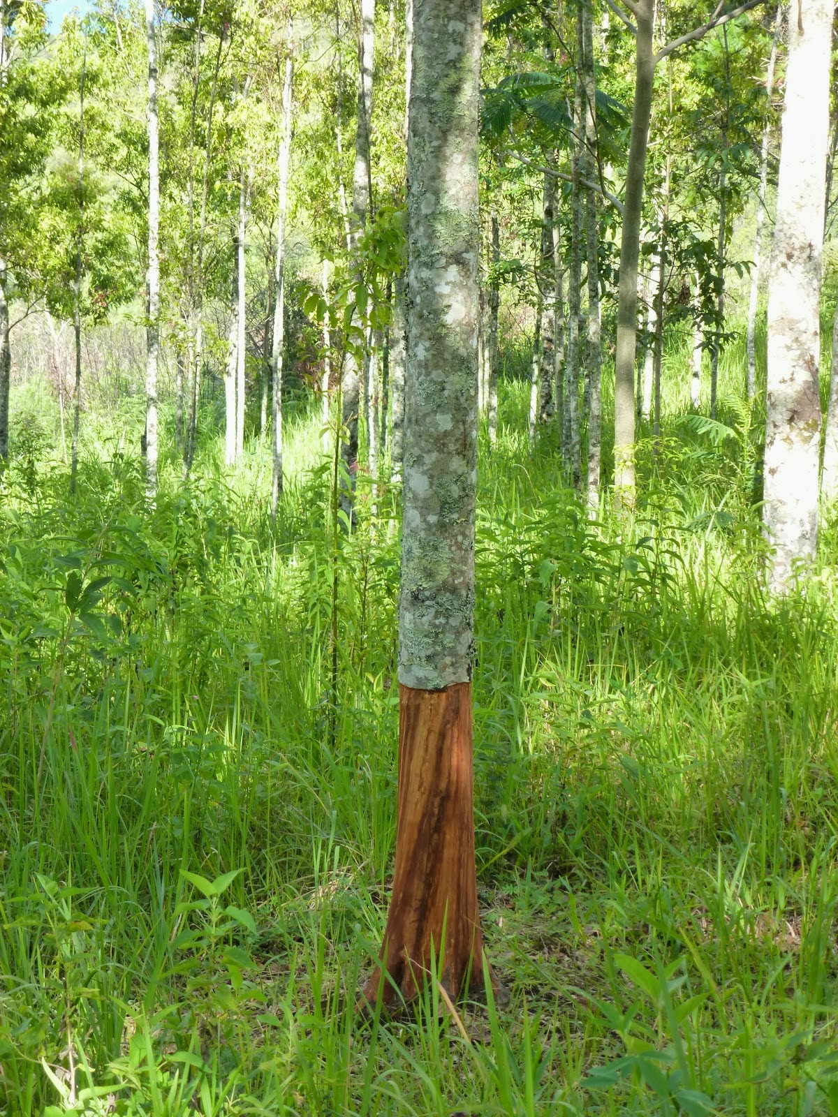Temperinhos & Afins: Canela - Cozinha em Cena