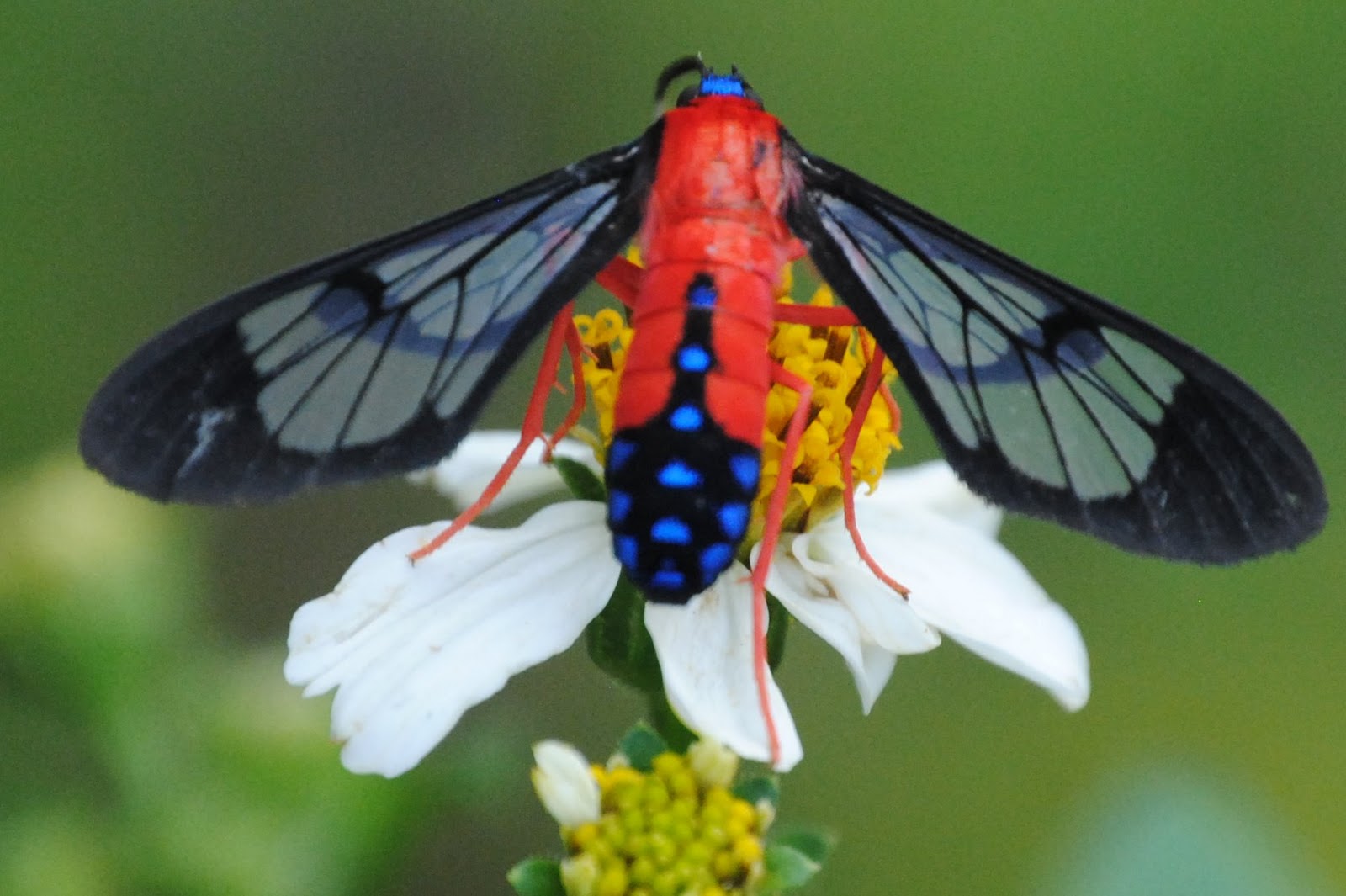 Field Notes and Photos: Scarlet-bodied Wasp Moth