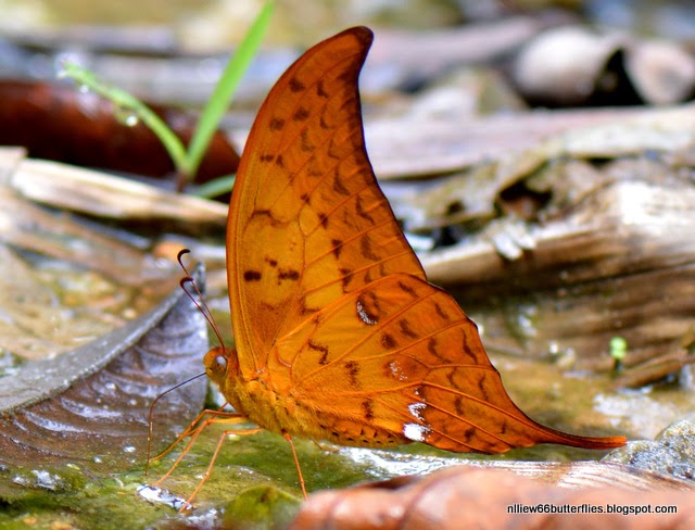 The Forested Path (and Beyond): BUTTERFLIES of RAUB: The Yellow Gorgon ...