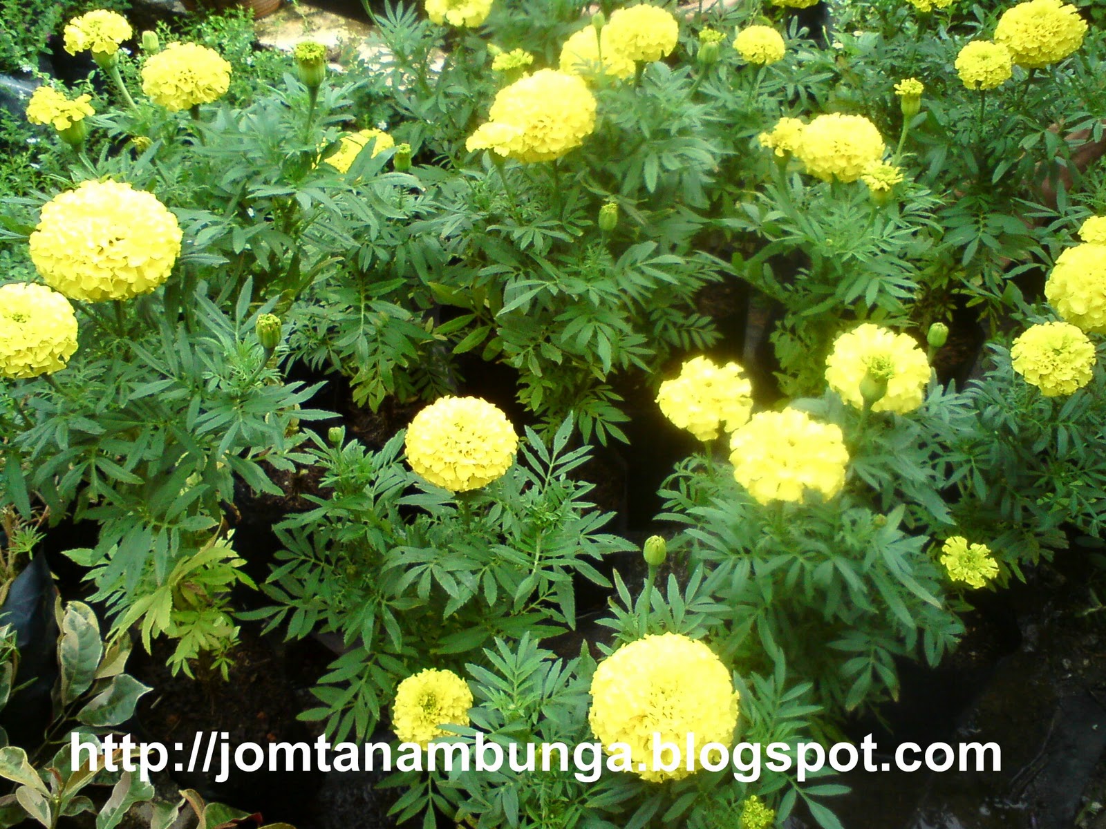 Jom Tanam Bunga: Bunga Musim Panas