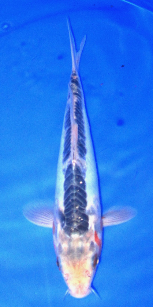 Bali Koi Bazaar: Shusui Lover...