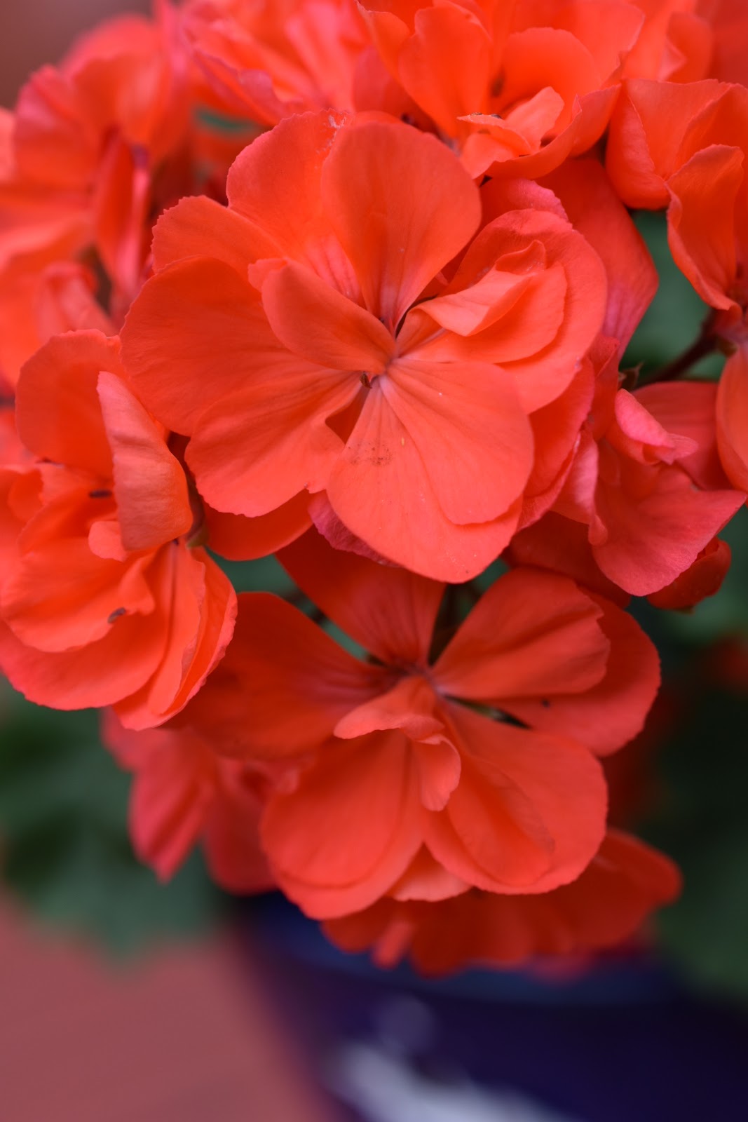 Flower of the day by Frances: Flower of the Day - Orange Geranium