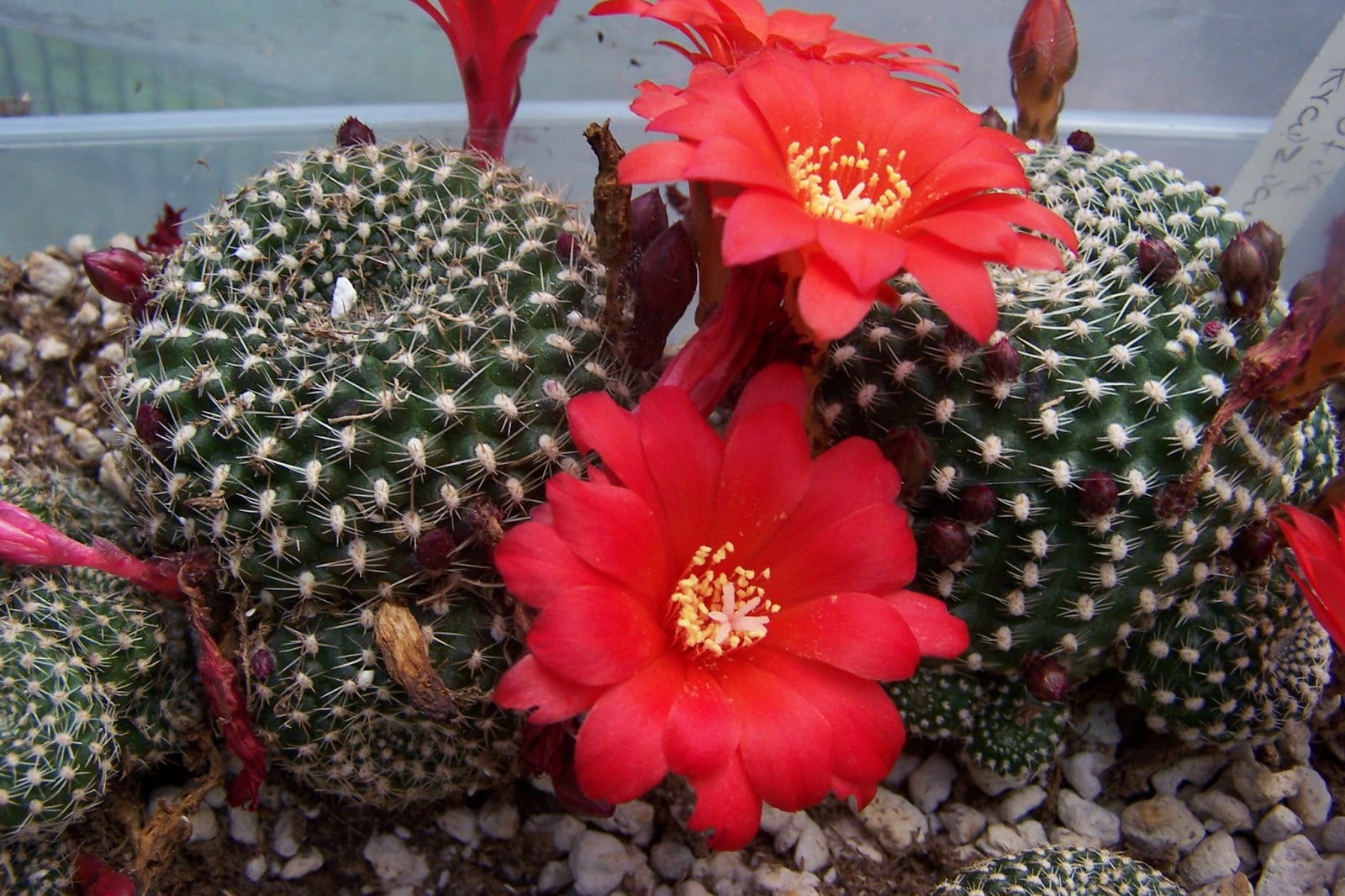 Oregon Cactus Blog: Rebutia krainziana normal and crested