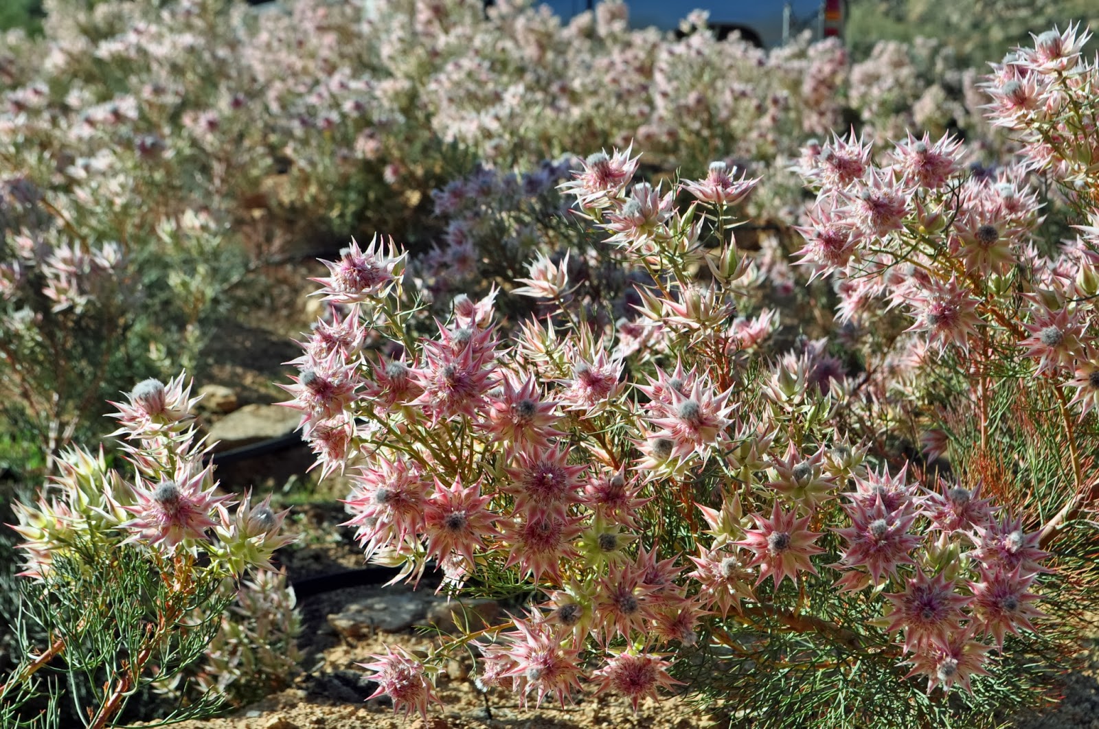 A Passion for Flowers: Serruria - From Nearly Extinct to Our First Harvest