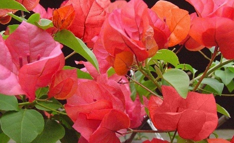 Cara Menanam Bunga Bougenville Dan Jenisnya