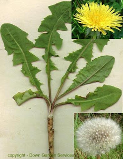The Herb Hound: DANDELION