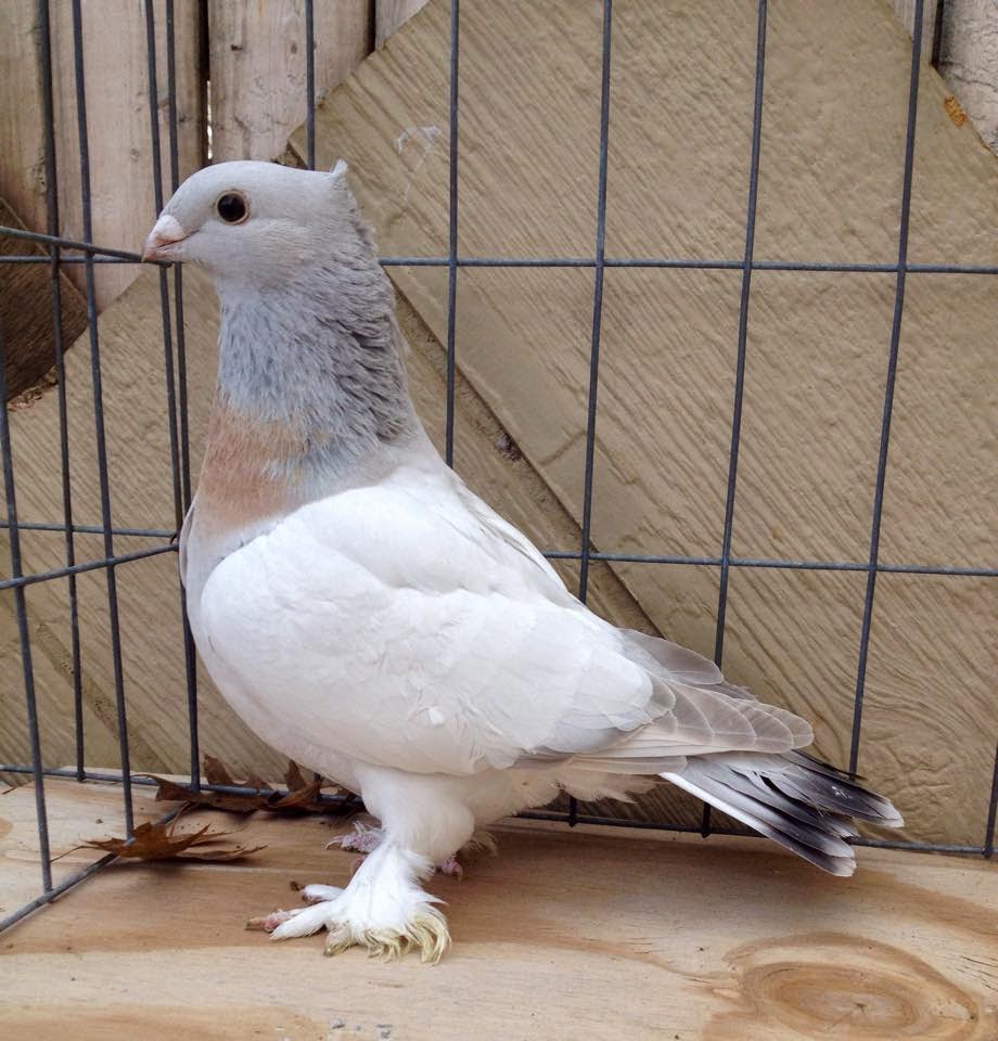 Fancy Pigeon Breeds: December 2014