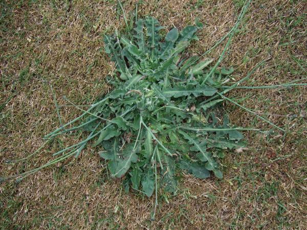 Cats Ear ~ Lawn and Turf Care