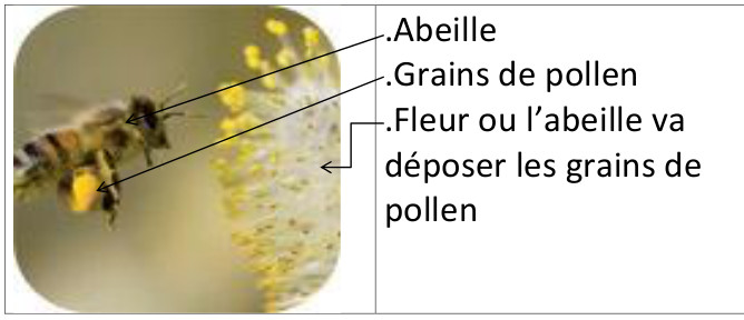 Education à l’Environnement et Entomologie en Ethiopie: Quel est le rôle des abeilles dans la ...