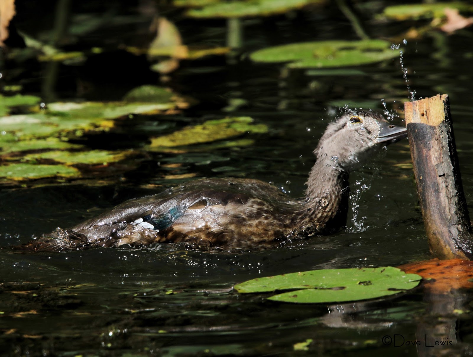 Birds from Behind : Blahblahblahburdz buttz blahblahblah...