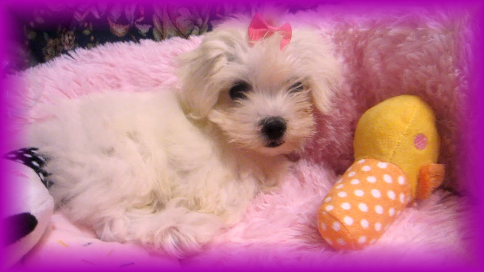 PerrosLover: noviembre 2018