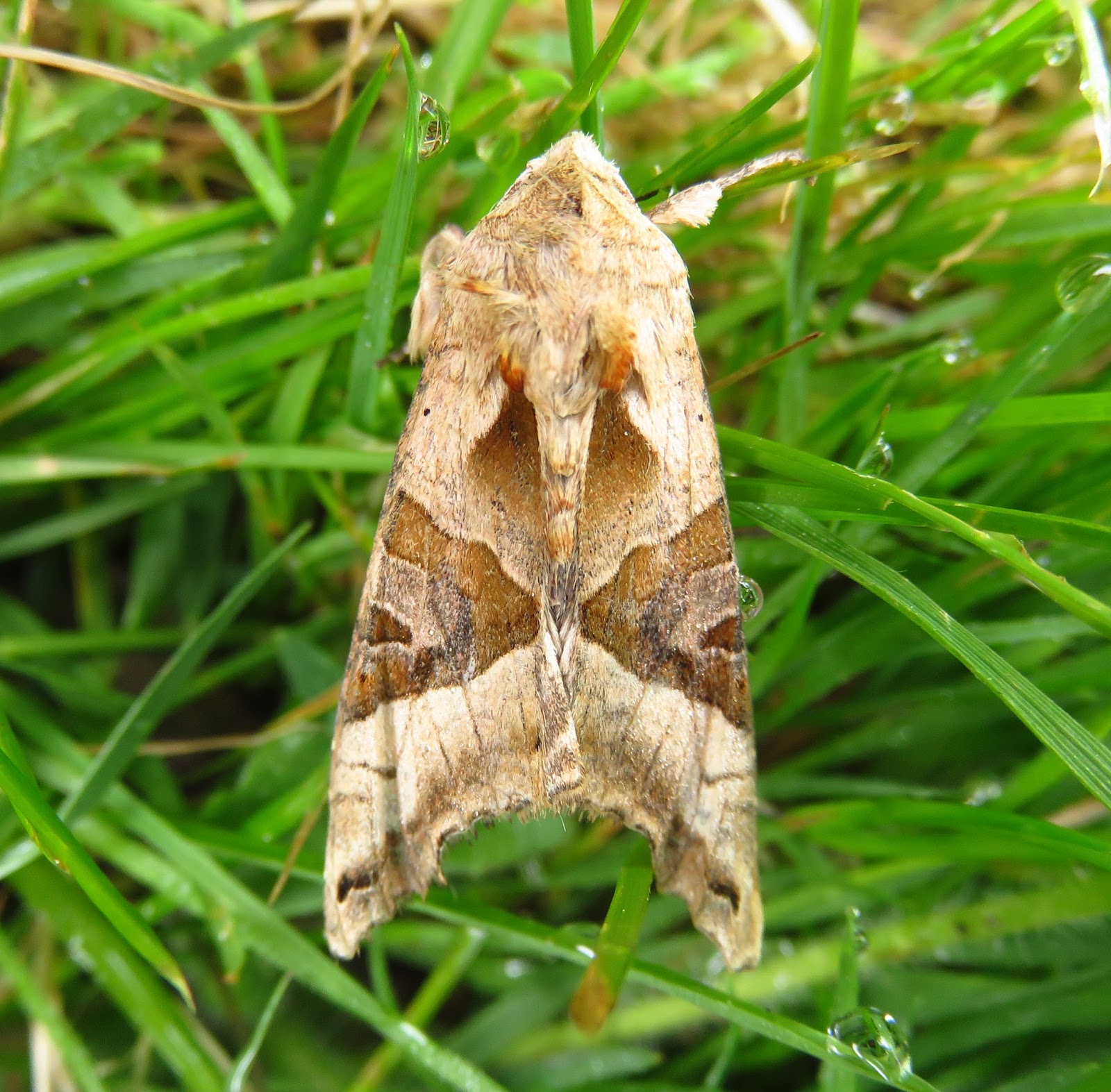 MERSEA WILDLIFE: MAY MOTHS