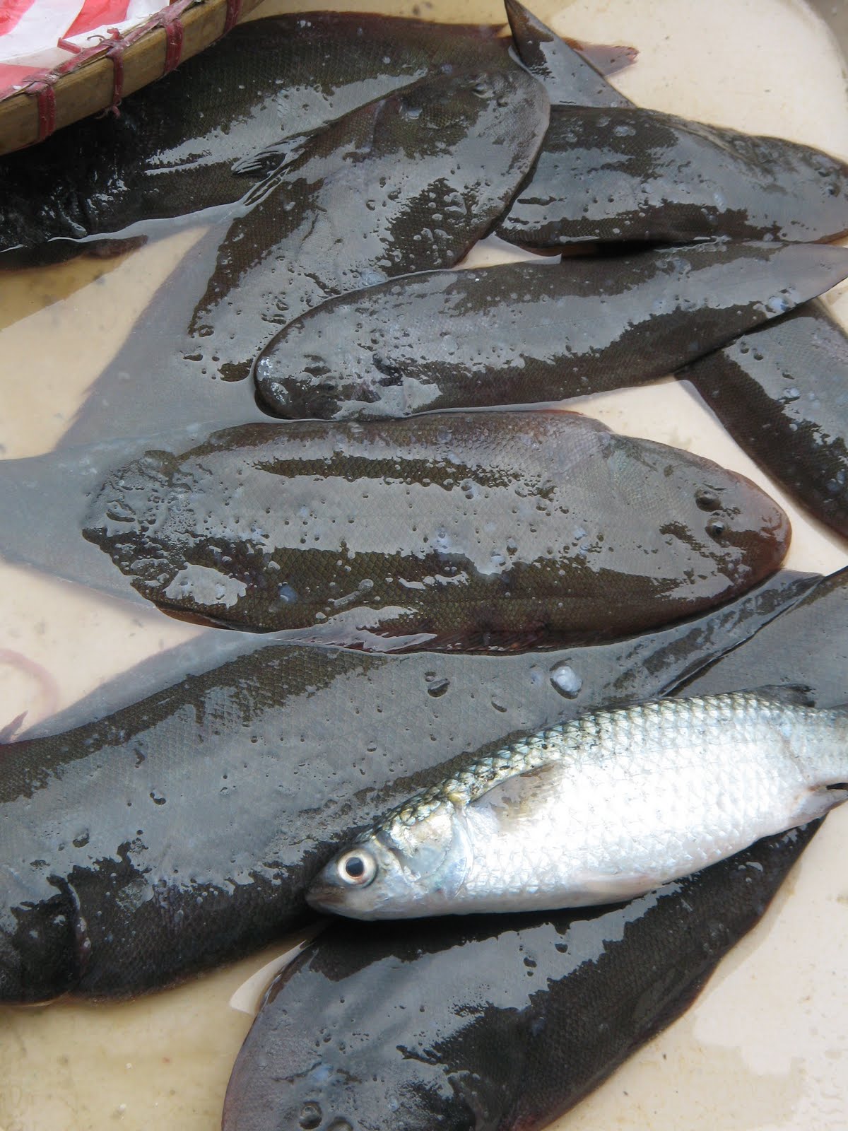 bucaio: Dapa at Palos