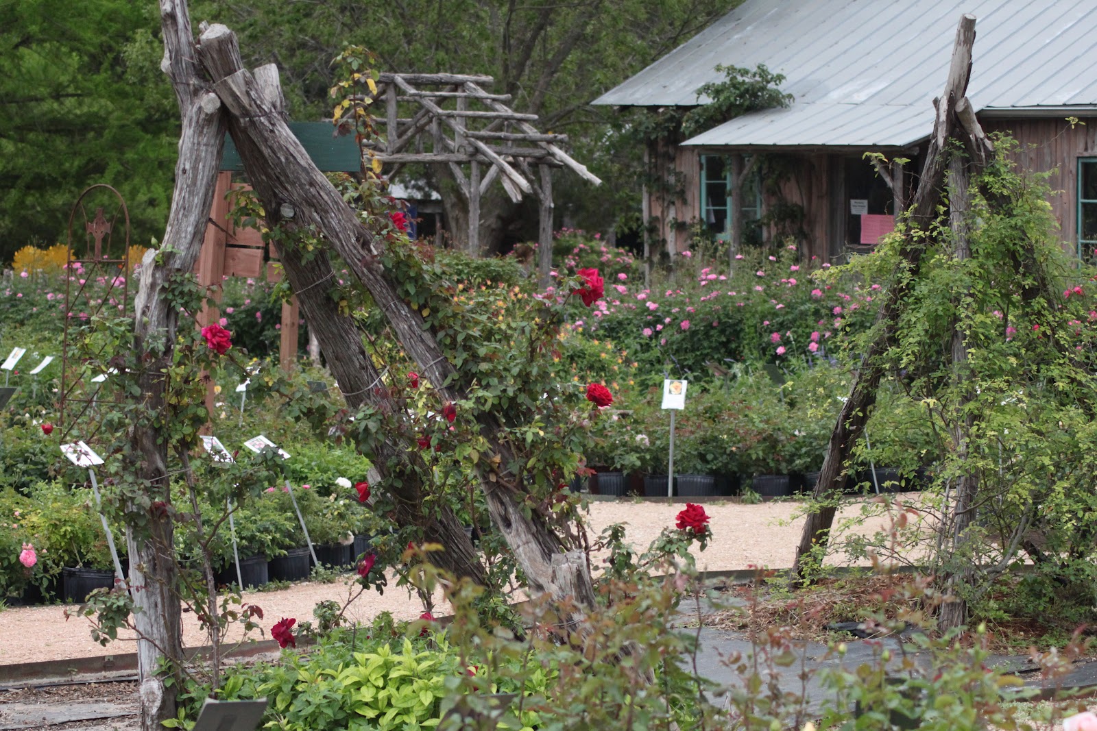 Rock-Oak-Deer: Springtime Roses Bloom at The Antique Rose Emporium
