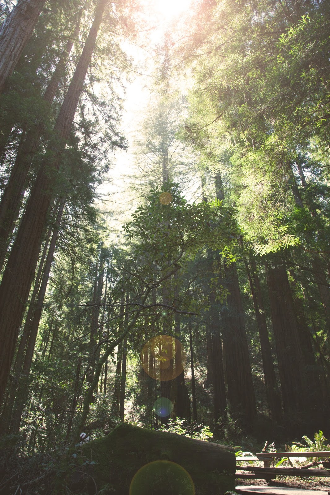 San Fran & Muir Wood Forrest | Avery // Renae