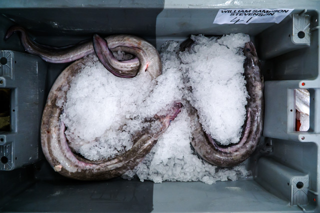 Through the Gaps! - Newlyn Fishing News: "A fish-frail of stout" on ...