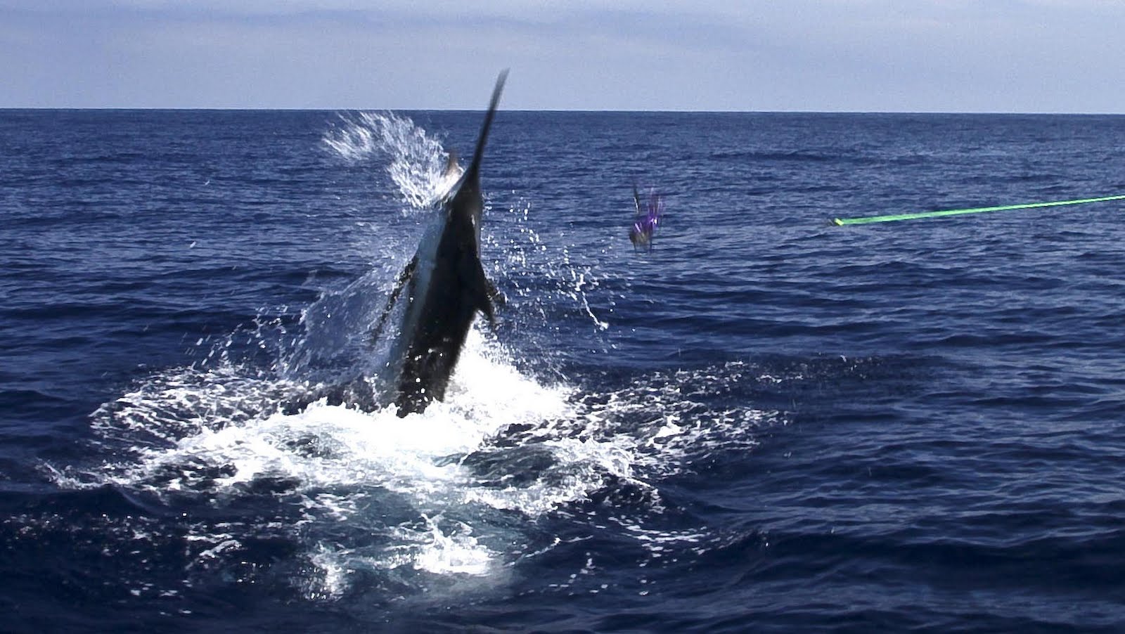 MARLIN AZUL ( Makaira nigricans )