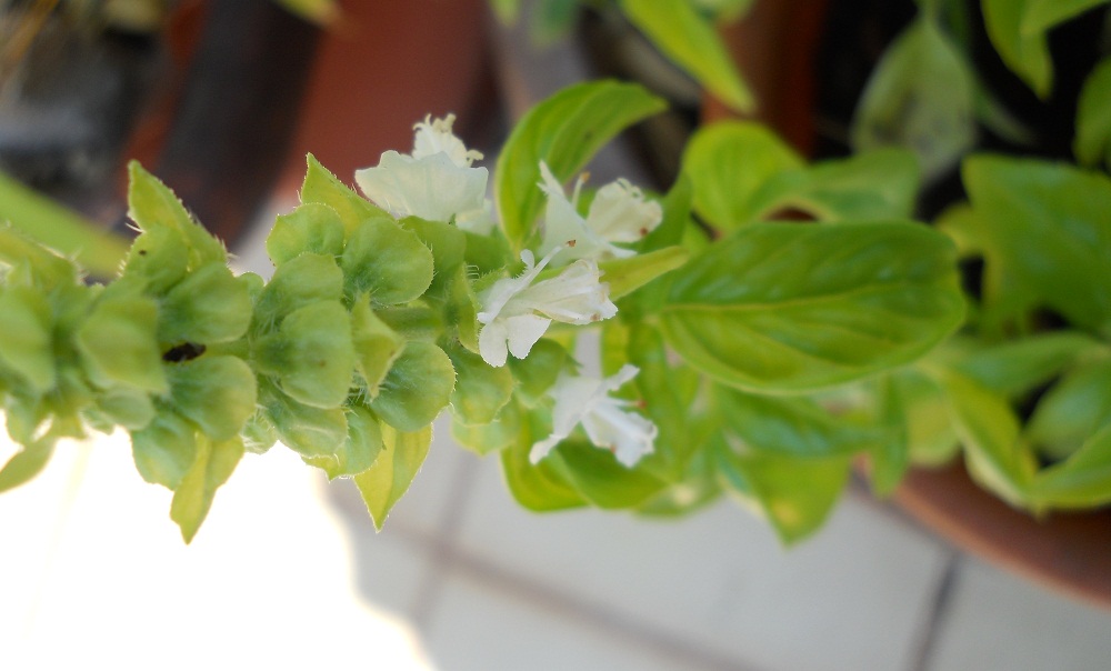 Plantas para hombres: 2015