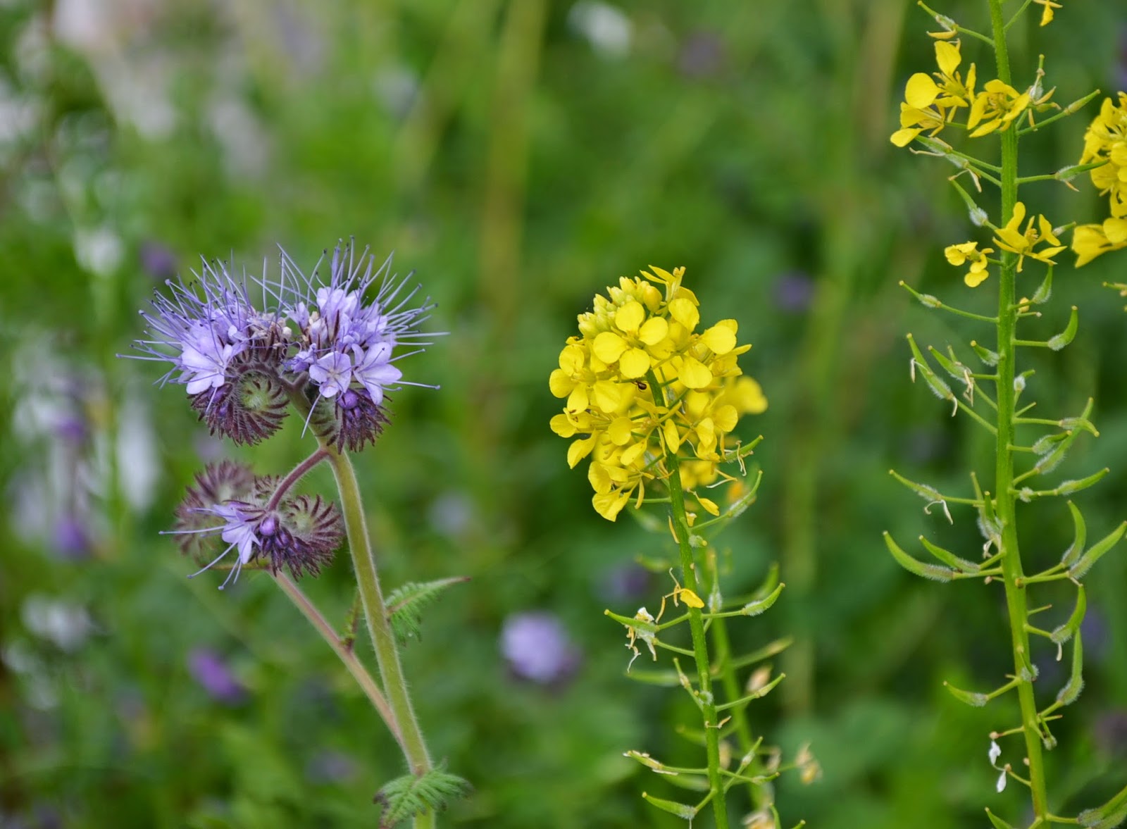 L'Association MAIA : Fleurs mellifères